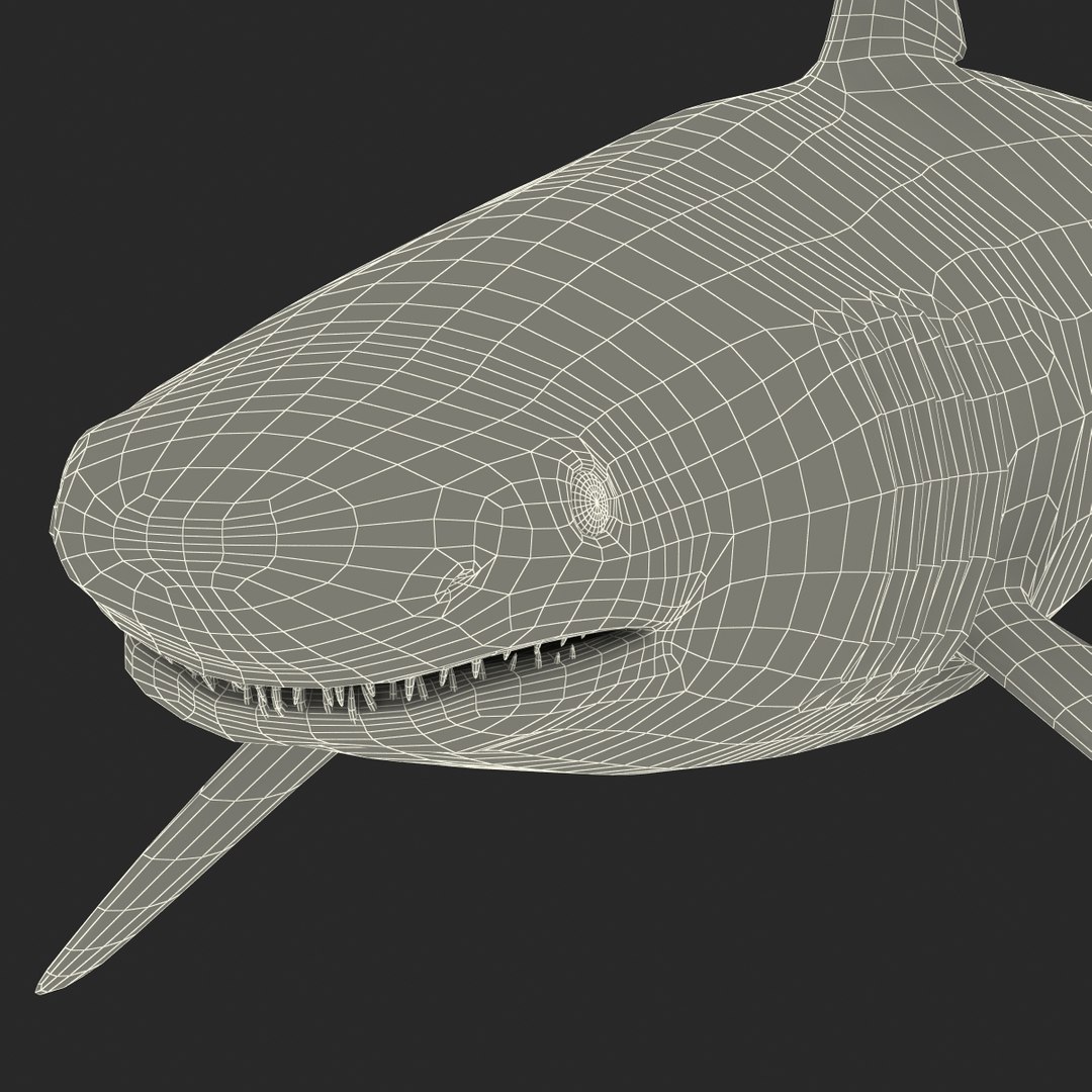 mako shark 3d model
