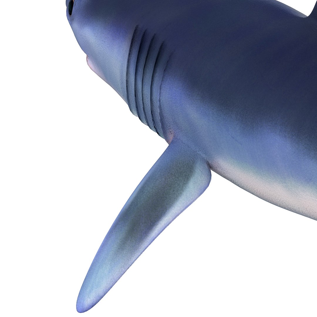 Mako Shark 3d Model