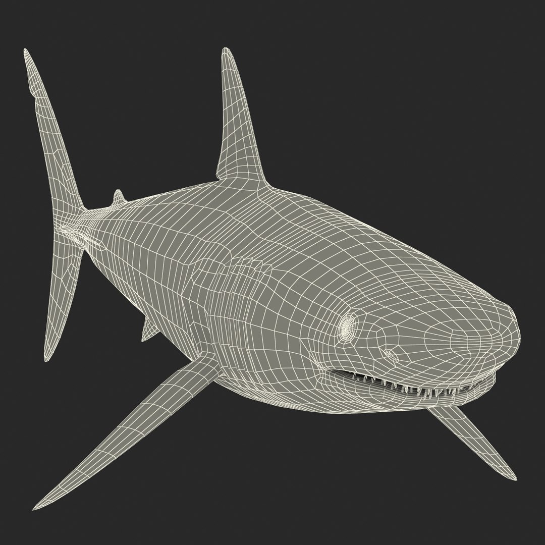mako shark 3d model