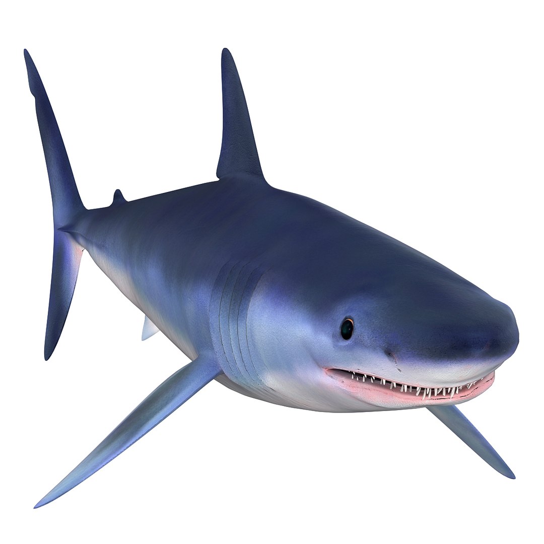Mako Shark 3d Model