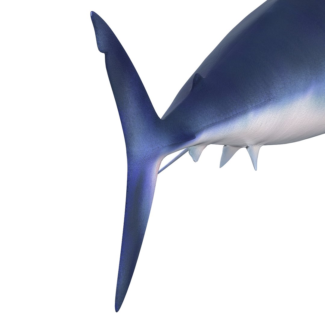 Mako Shark 3d Model