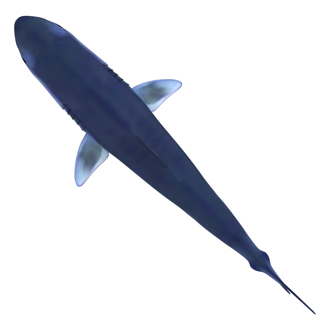 Mako Shark 3d Model