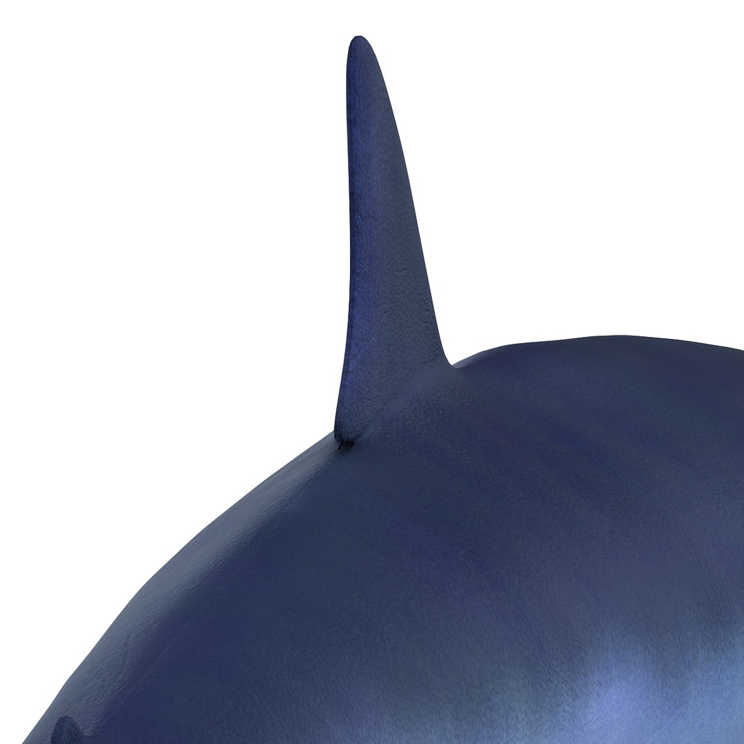 Mako Shark 3d Model