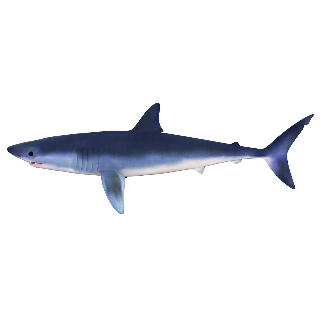 Mako Shark 3d Model