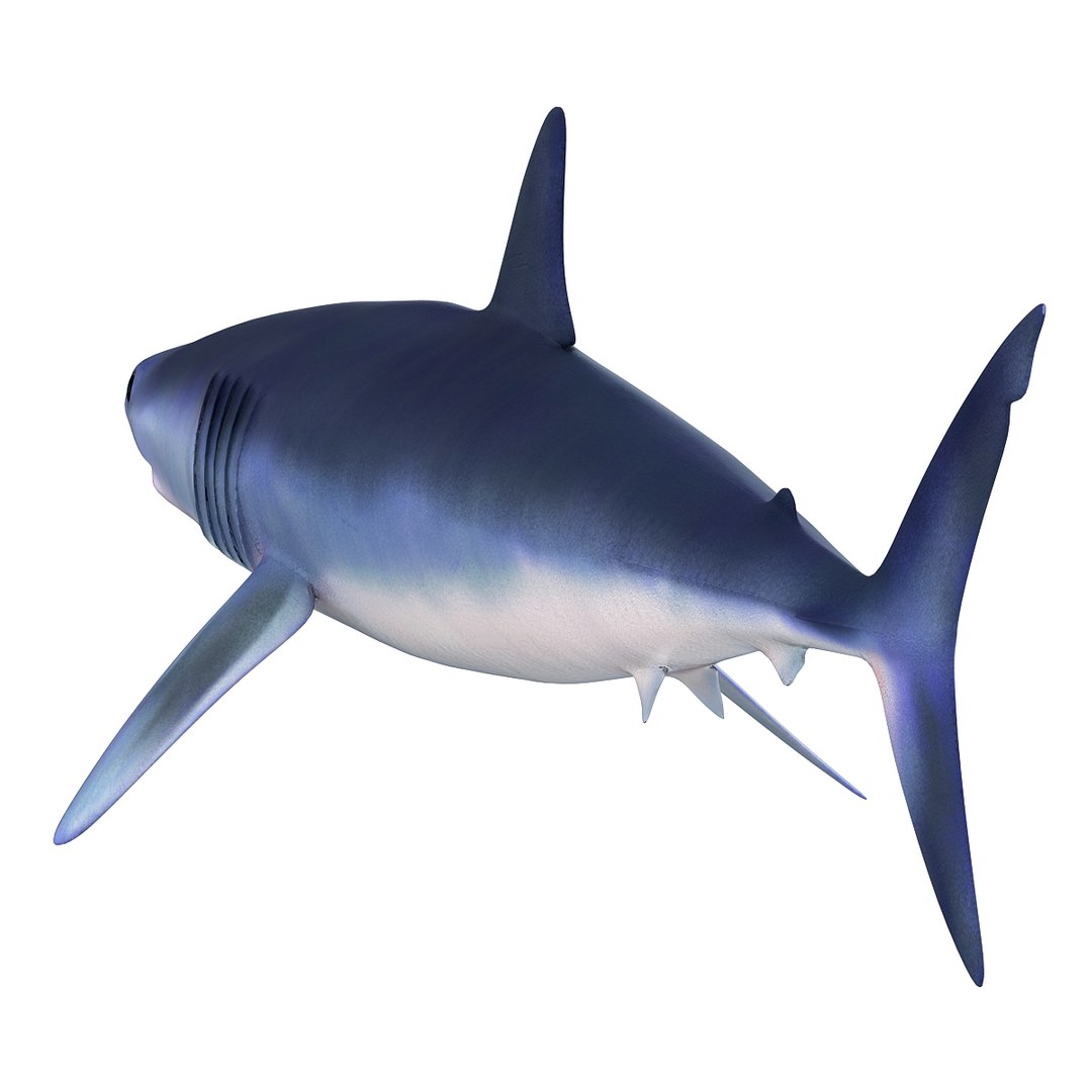 Mako Shark 3d Model