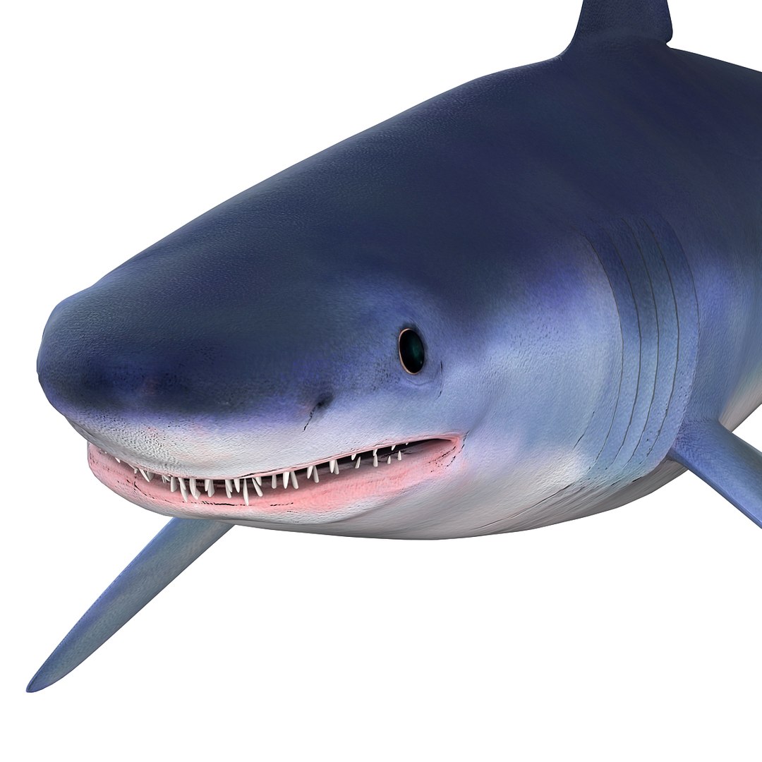 Mako Shark 3d Model