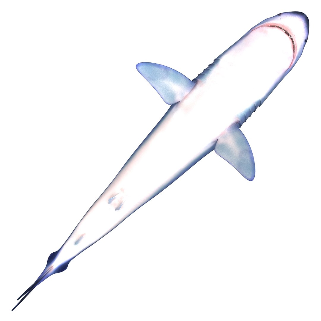 Mako Shark 3d Model