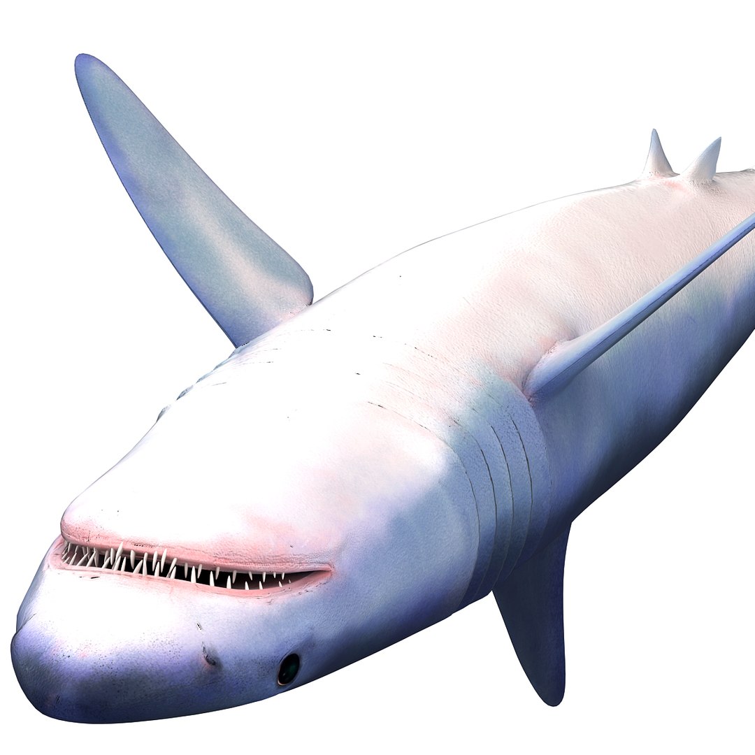 Mako Shark 3d Model