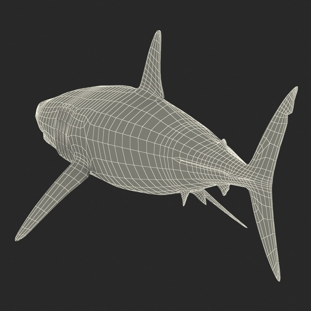 mako shark 3d model