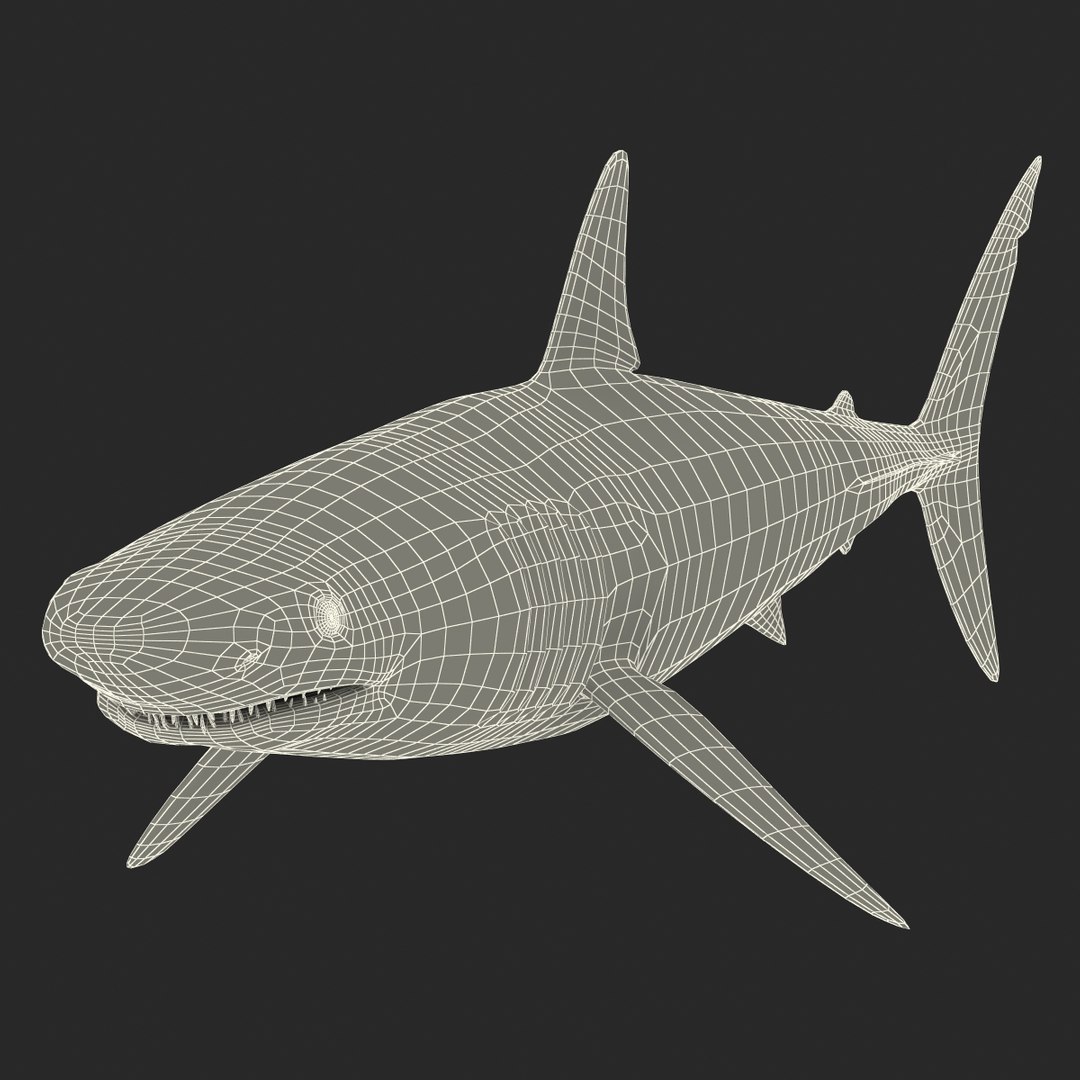 mako shark 3d model