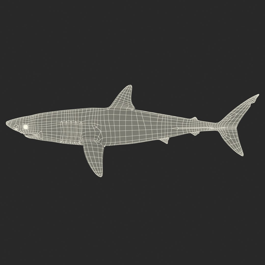 mako shark 3d model