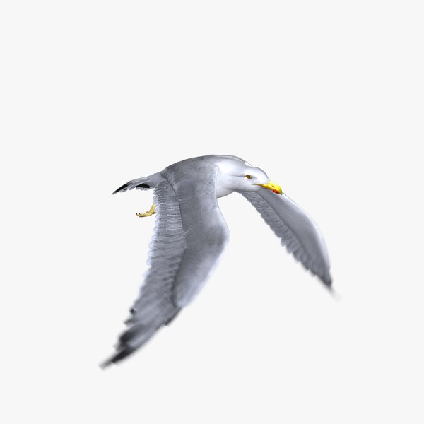 hawk animation 3d model