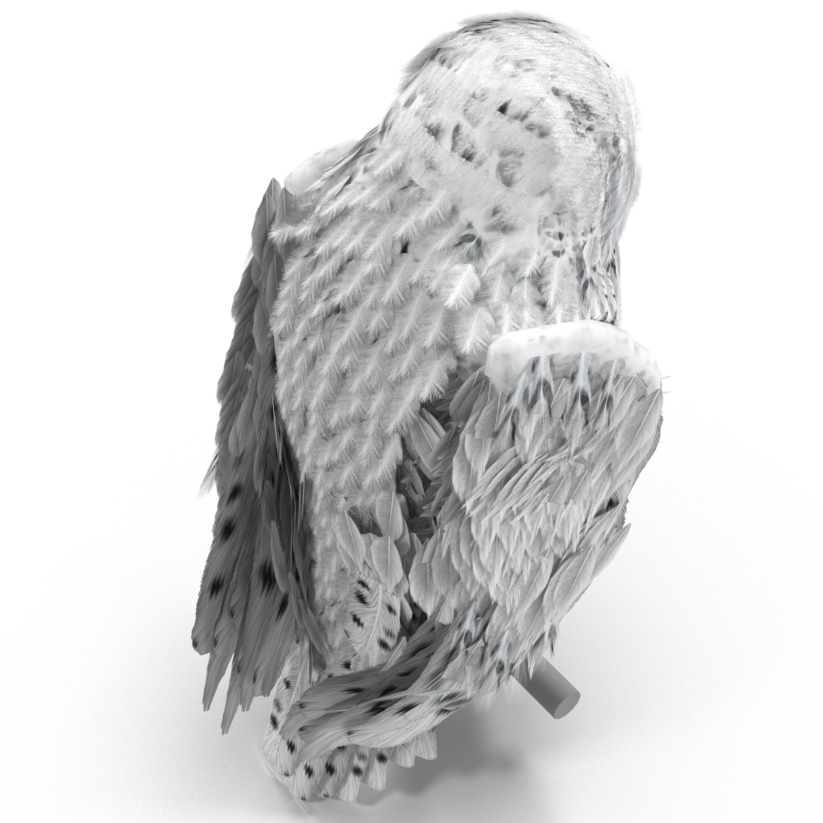 3dsmax snowy owl pose 2
