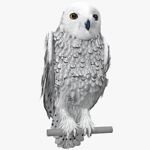 Snowy Owl 3D Models for Download | TurboSquid