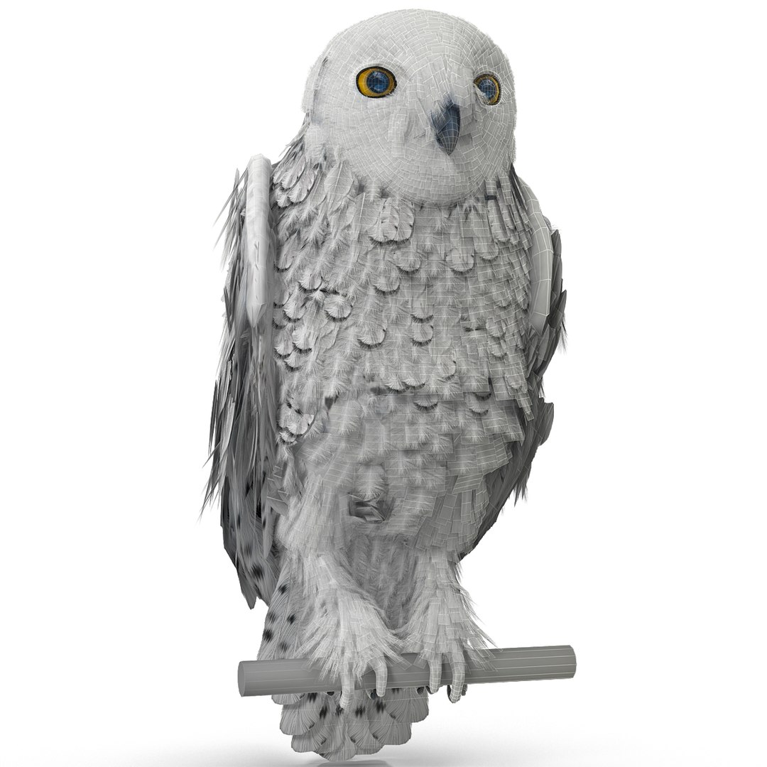 3dsmax Snowy Owl Pose 2
