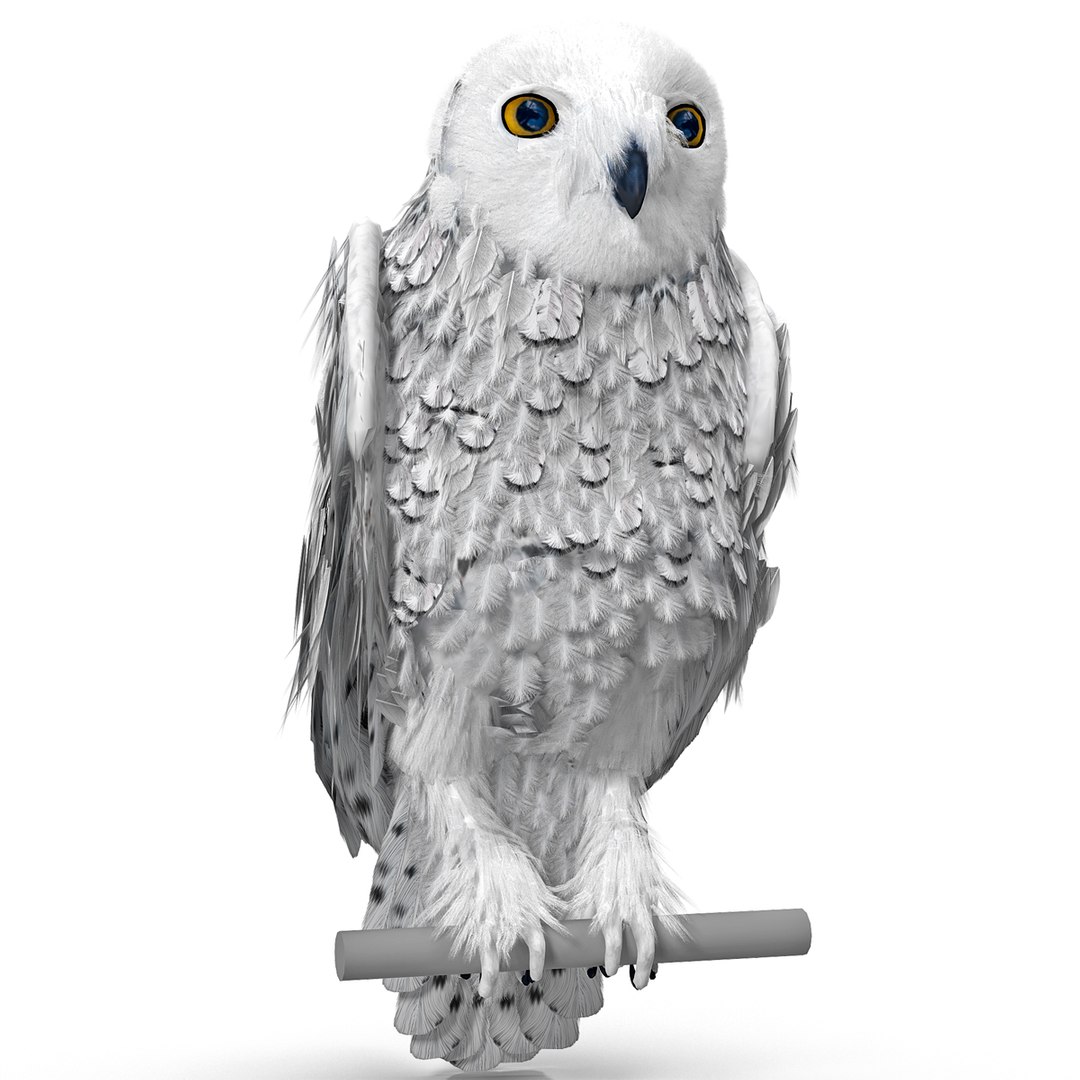 3dsmax Snowy Owl Pose 2