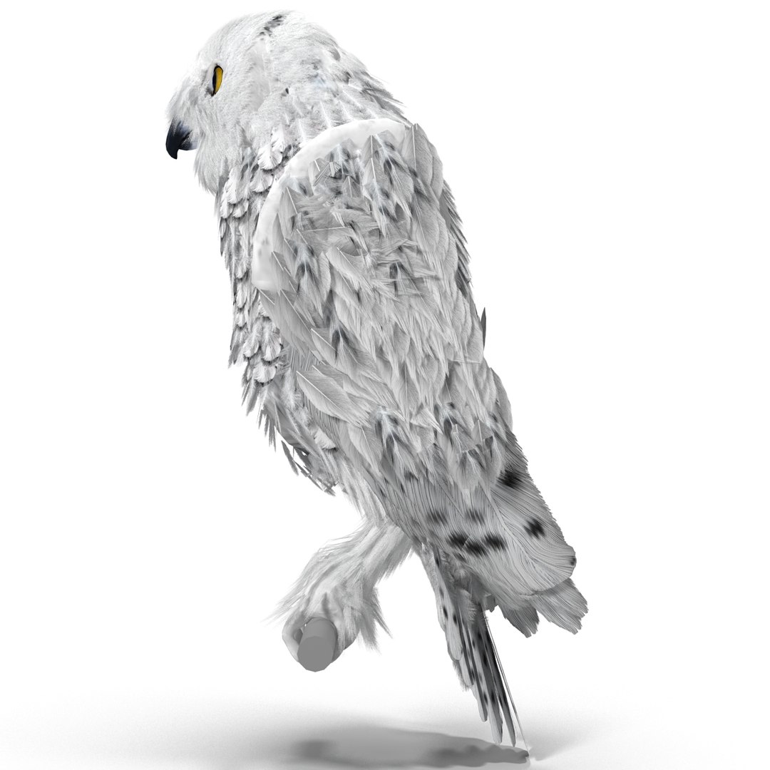 3dsmax Snowy Owl Pose 2