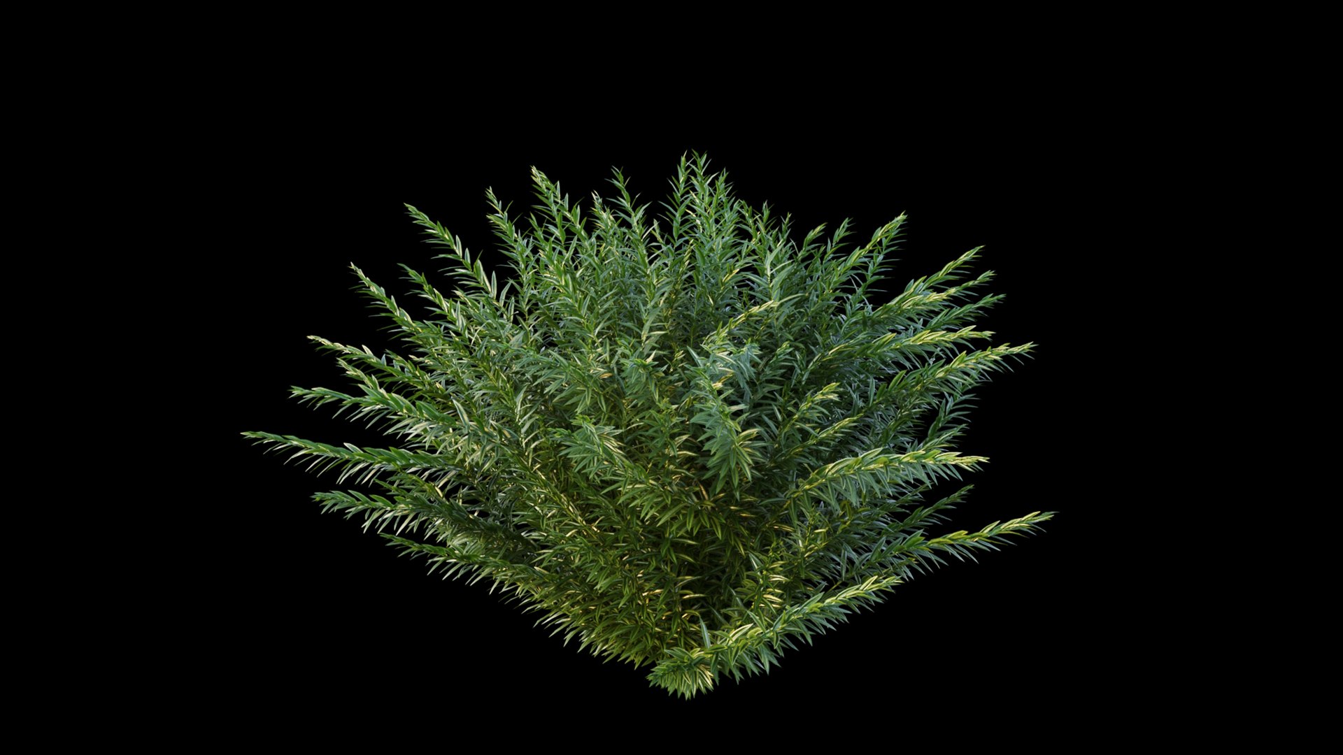 Rosemary 3D Model - TurboSquid 1864885