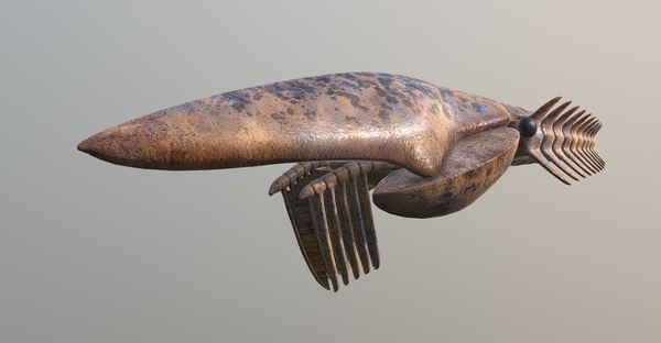 3D aegirocassis anomalocaris charnia model - TurboSquid 1561546