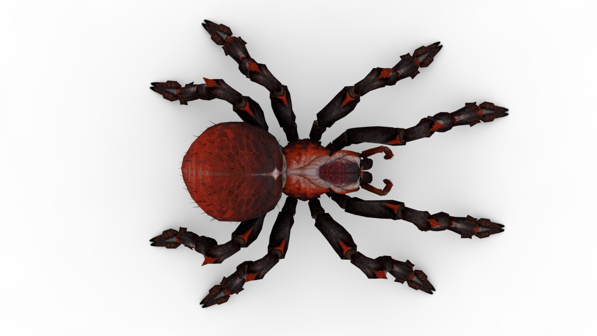 3D Spider Model - TurboSquid 2031429