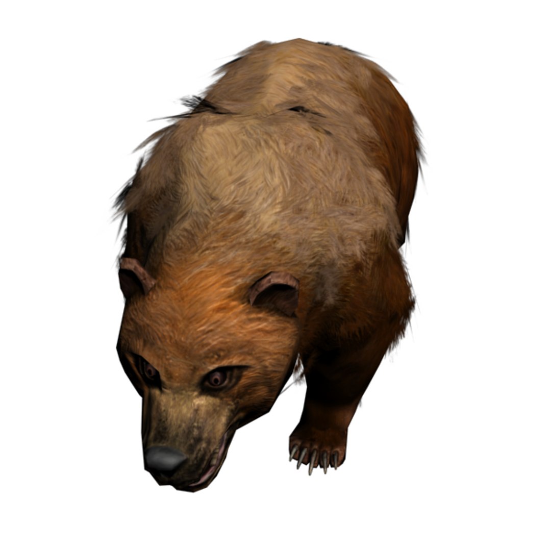 Maya Bear