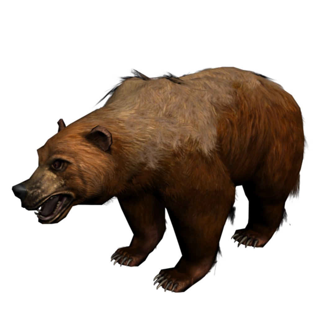 Maya Bear