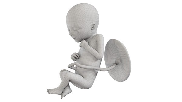 modelo 3d Anatomía del feto Semana 18 Animada - TurboSquid 1811017