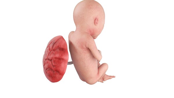 modelo 3d Anatomía del feto Semana 18 Animada - TurboSquid 1811017