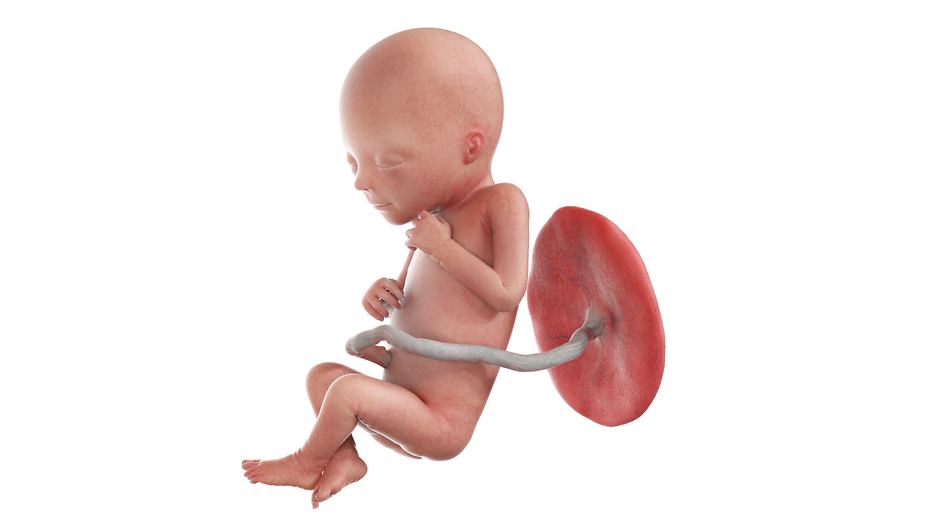 Fetus Anatomy Week 18 Animated 3D - TurboSquid 1811017