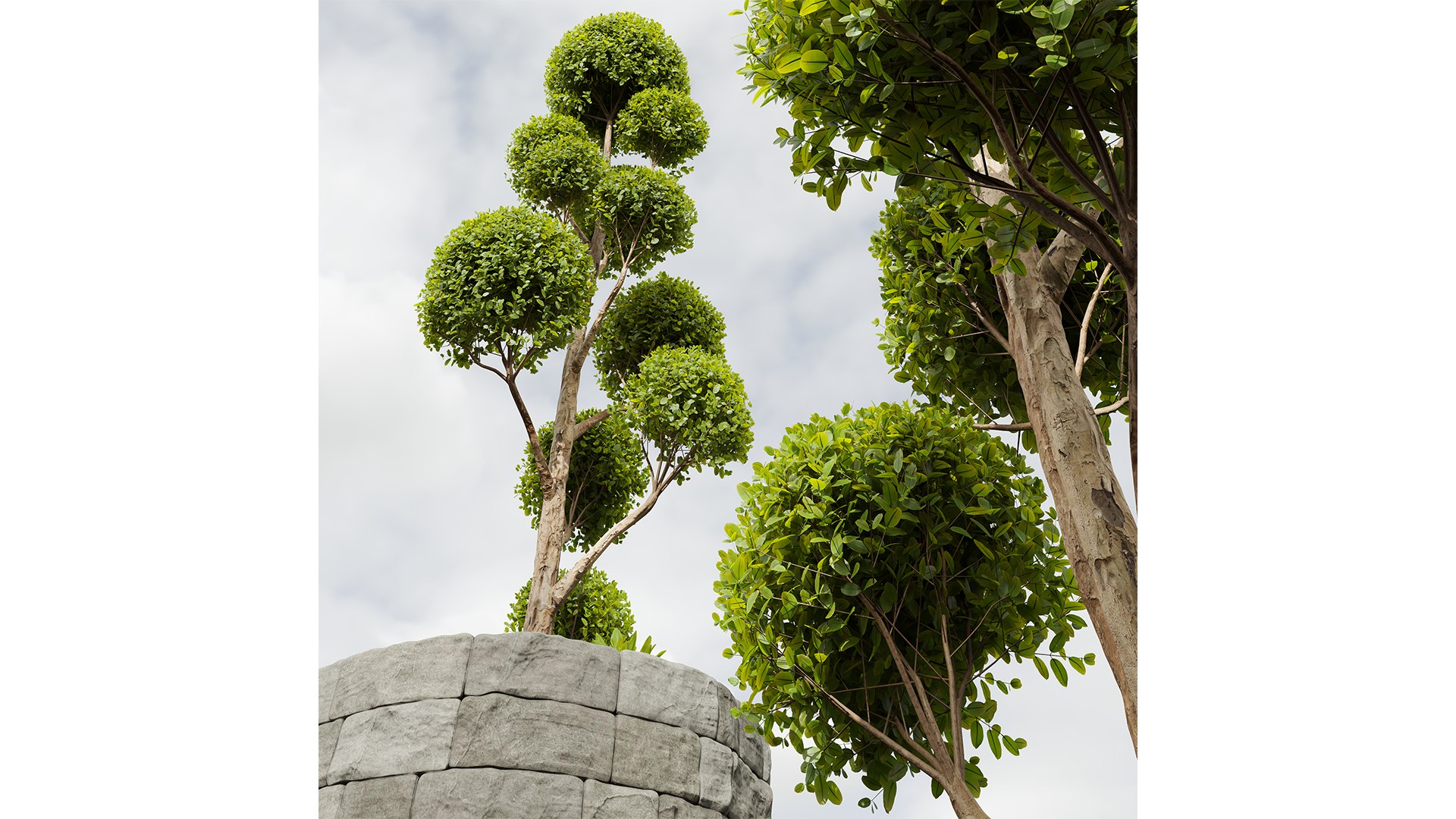 New Plant Ficus Concinna Bonsai Pruned 3D Model - TurboSquid 2186799