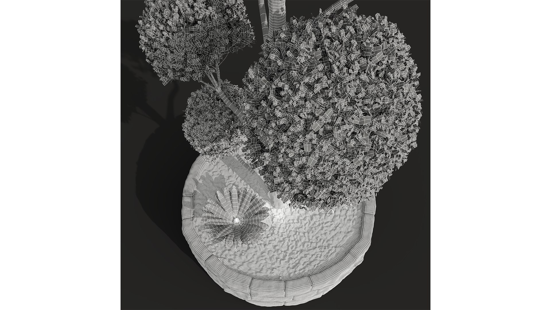 New Plant Ficus Concinna Bonsai Pruned 3D Model - TurboSquid 2186799