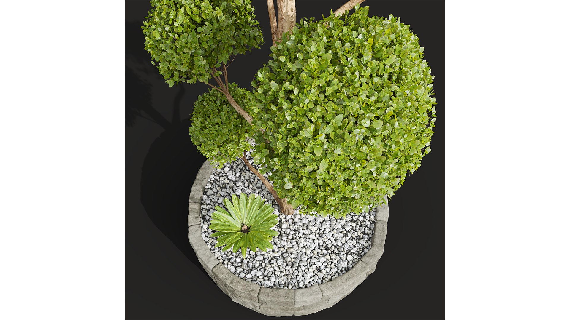 New Plant Ficus Concinna Bonsai Pruned 3D Model - TurboSquid 2186799