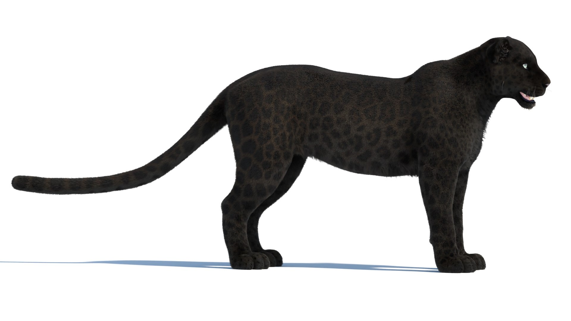 Rigged Black Panther 3D Model With Fur 3D Model - TurboSquid 2288811