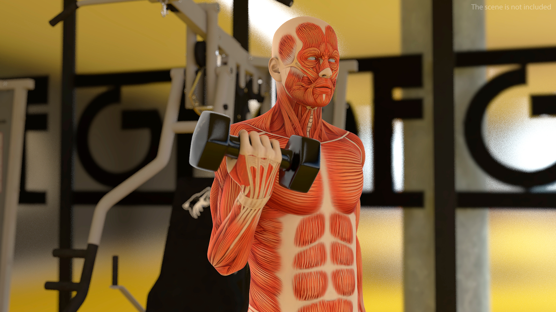 modelo 3d Anatomía del sistema muscular masculino, bíceps, curls ...