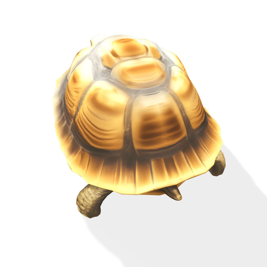 Stylized Tortoise 3D - TurboSquid 2324792