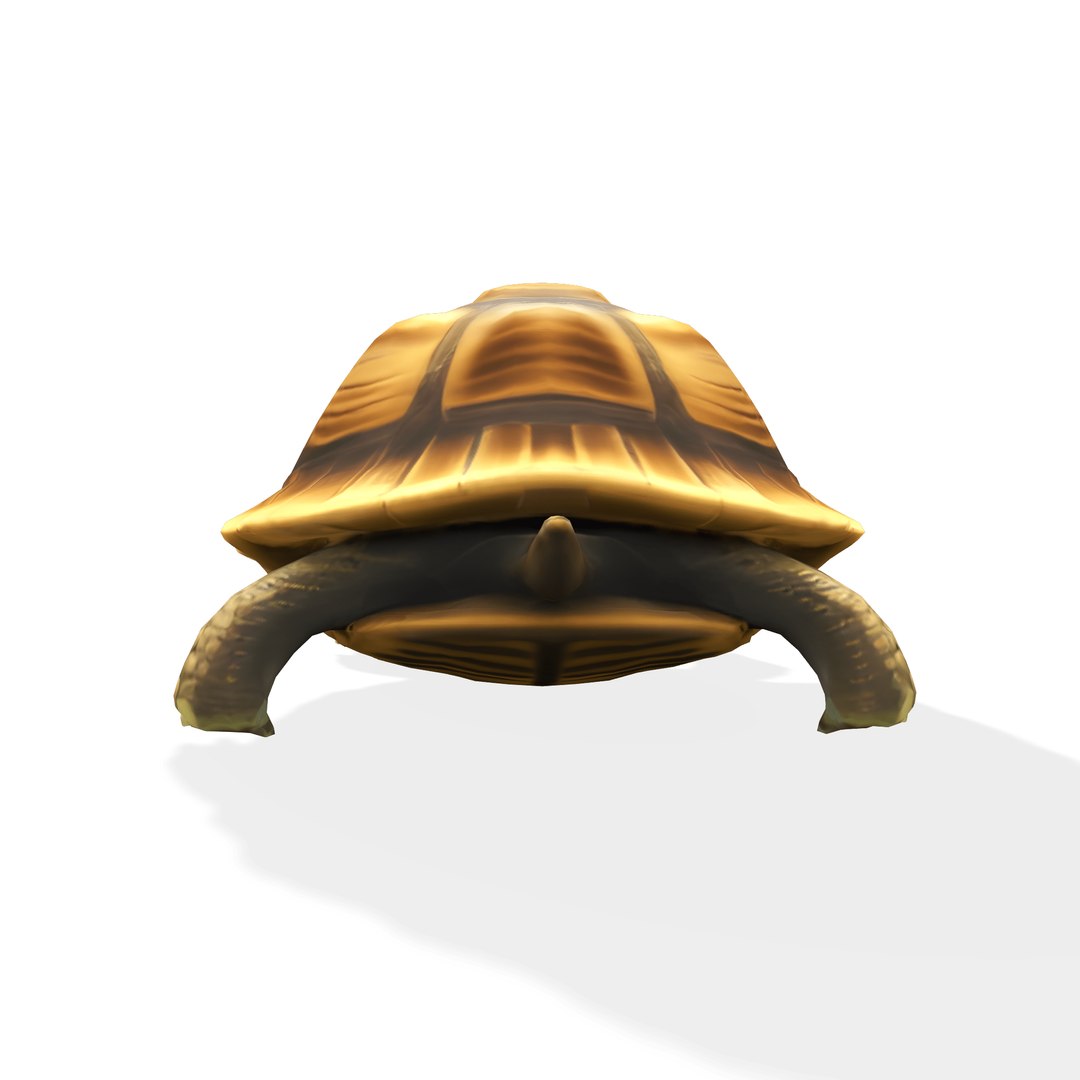 Stylized Tortoise 3D - TurboSquid 2324792
