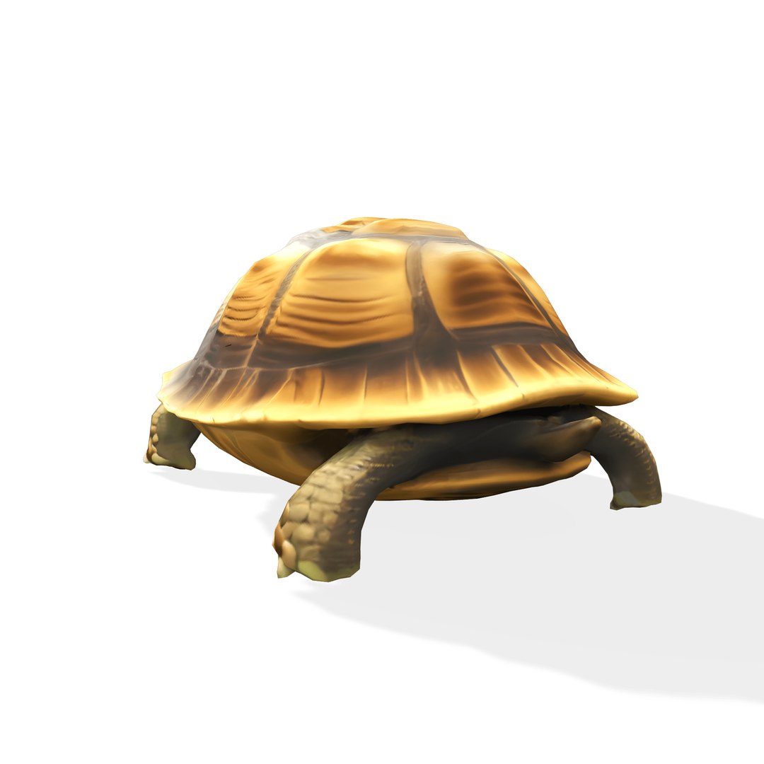 Stylized Tortoise 3D - TurboSquid 2324792