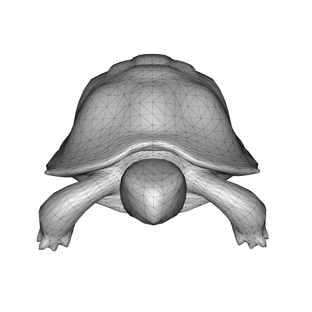 Stylized Tortoise 3D - TurboSquid 2324792