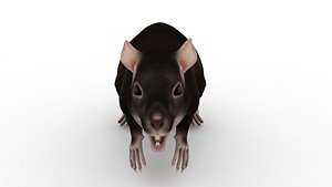 Animated 3D Rat Models | TurboSquid