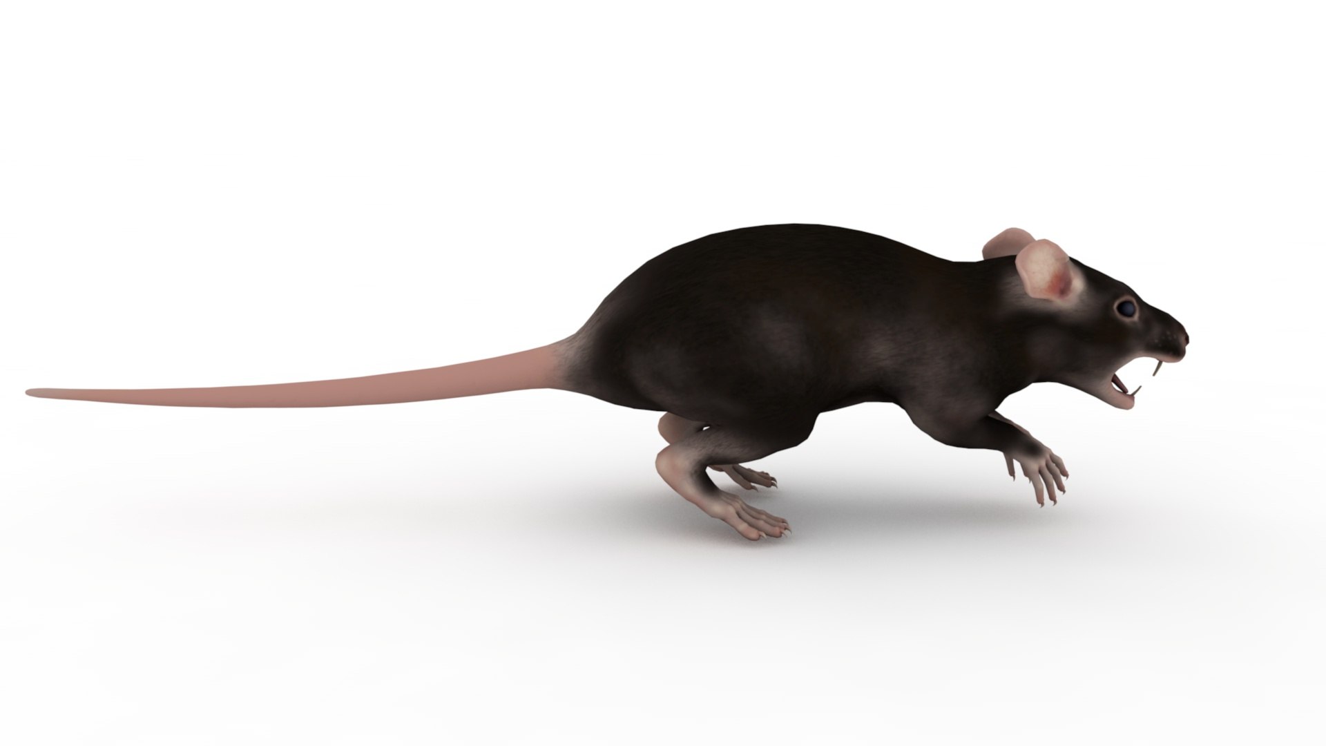 Rat 3D - TurboSquid 2031426