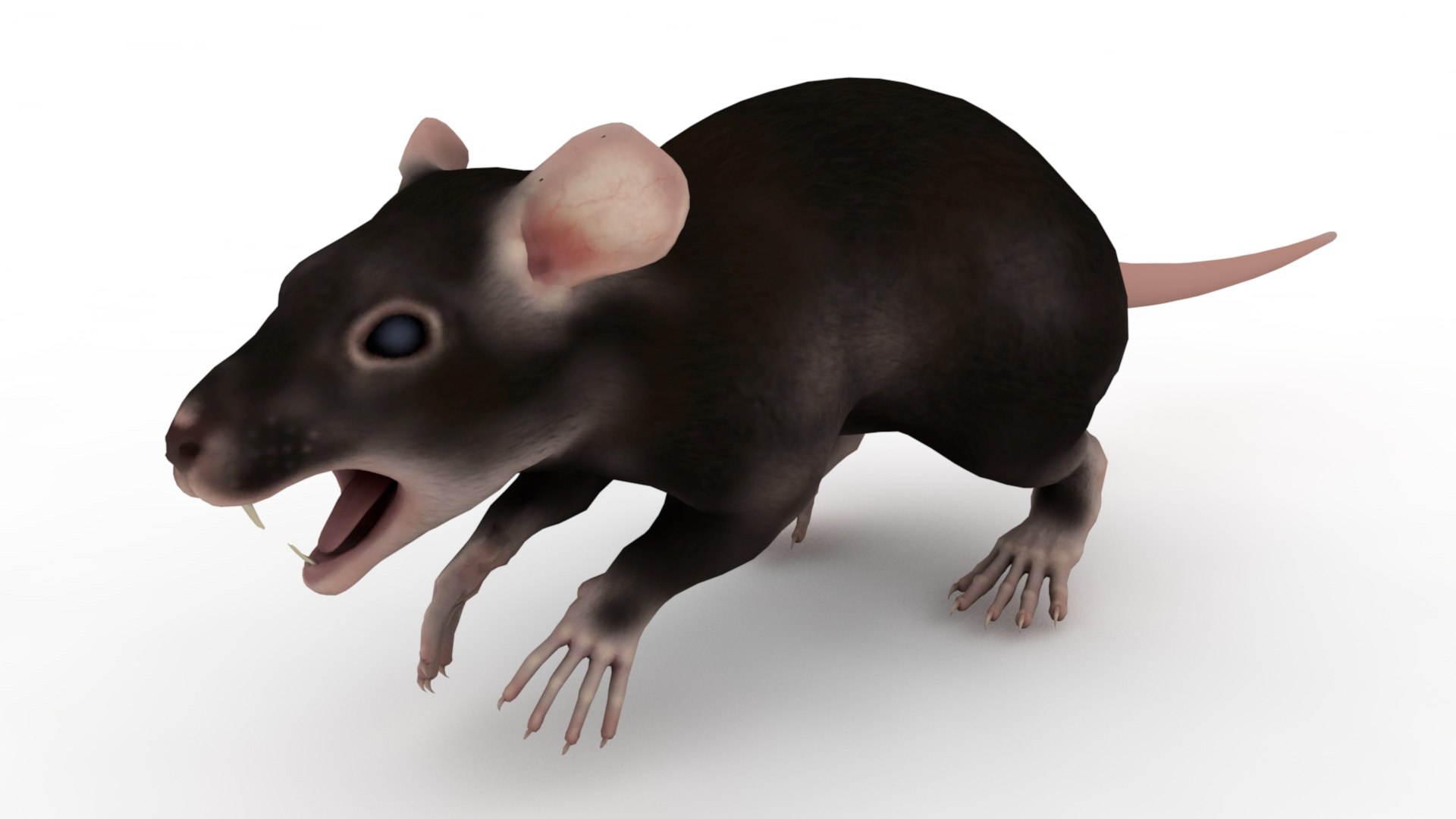 Rat 3D - TurboSquid 2031426
