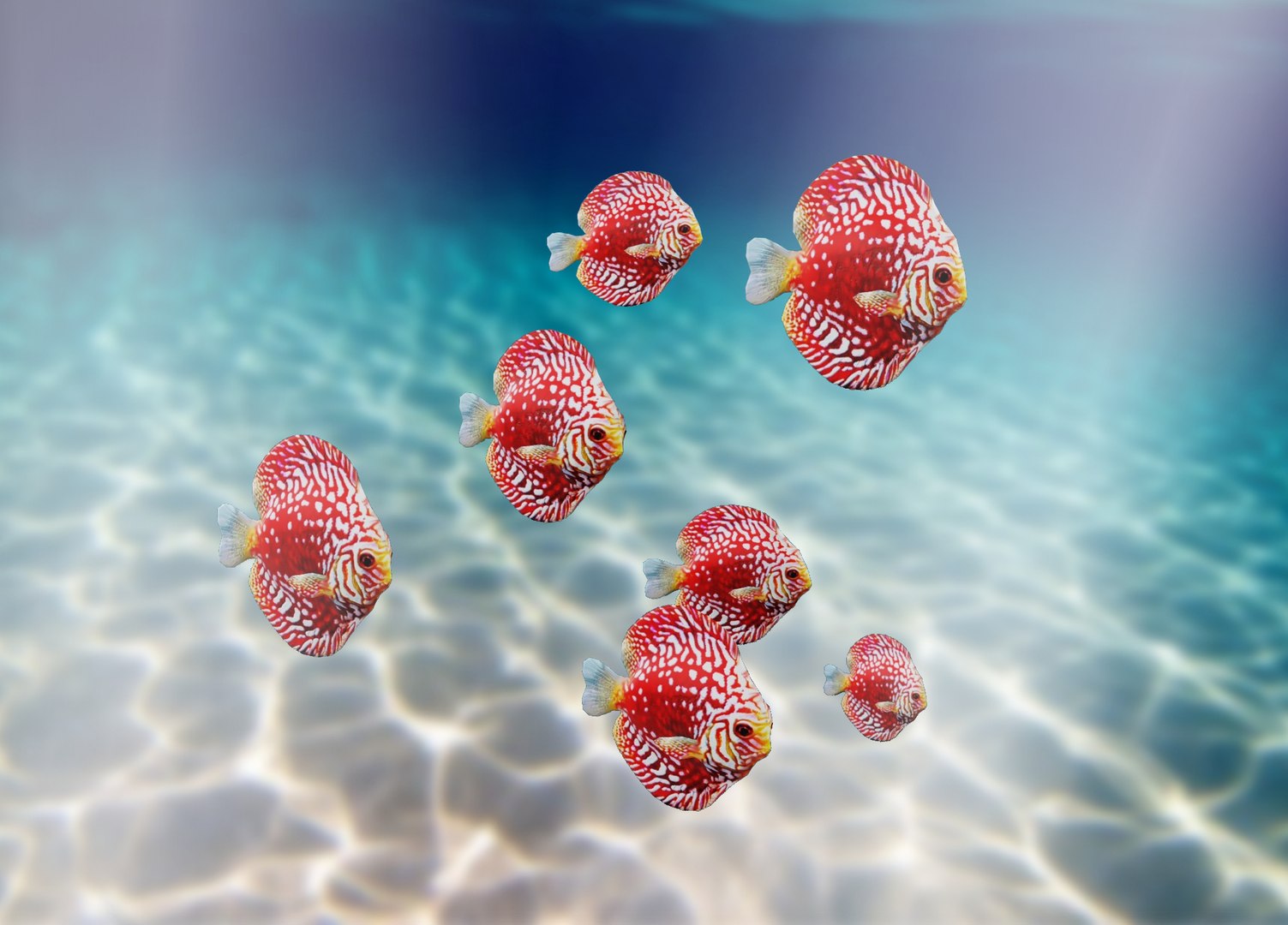 3D Model Tropical Fish Swimming Animation - TurboSquid 1647593