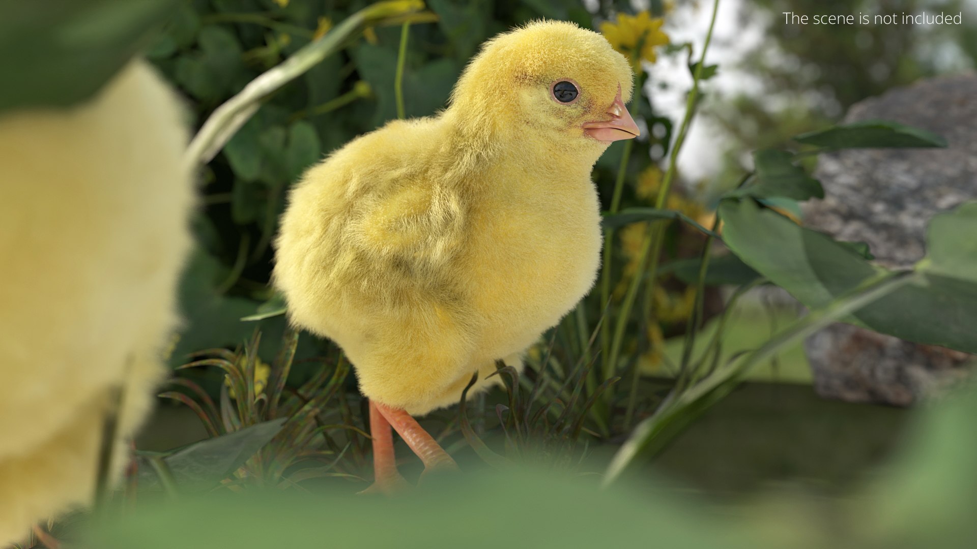 3D Model Newborn Chick Rushes Animated Fur Rigged For Blender ...