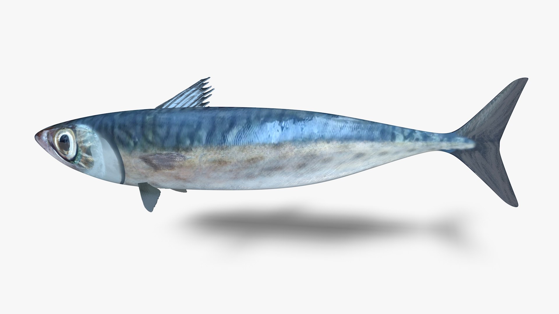 Tinker Mackerel 3D Model - TurboSquid 1989019