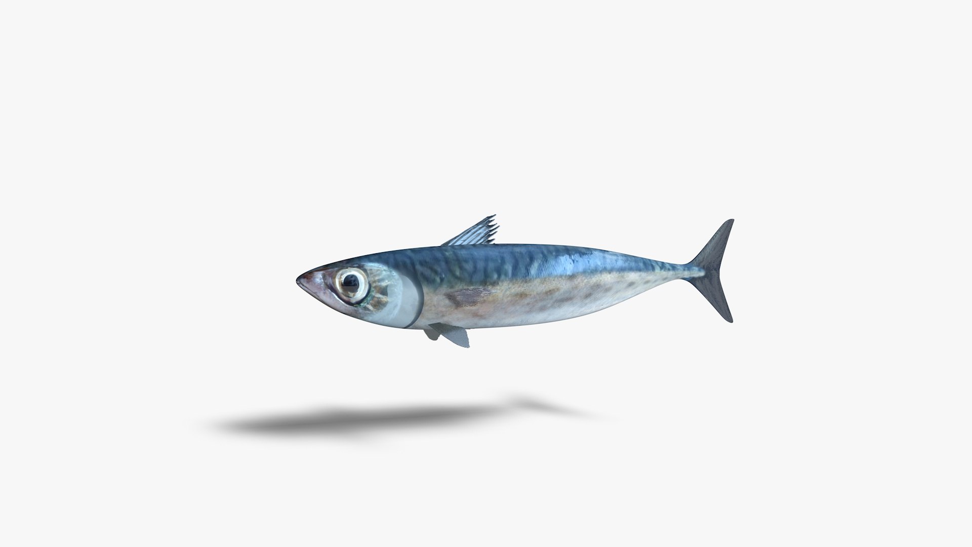 Tinker Mackerel 3D Model - TurboSquid 1989019