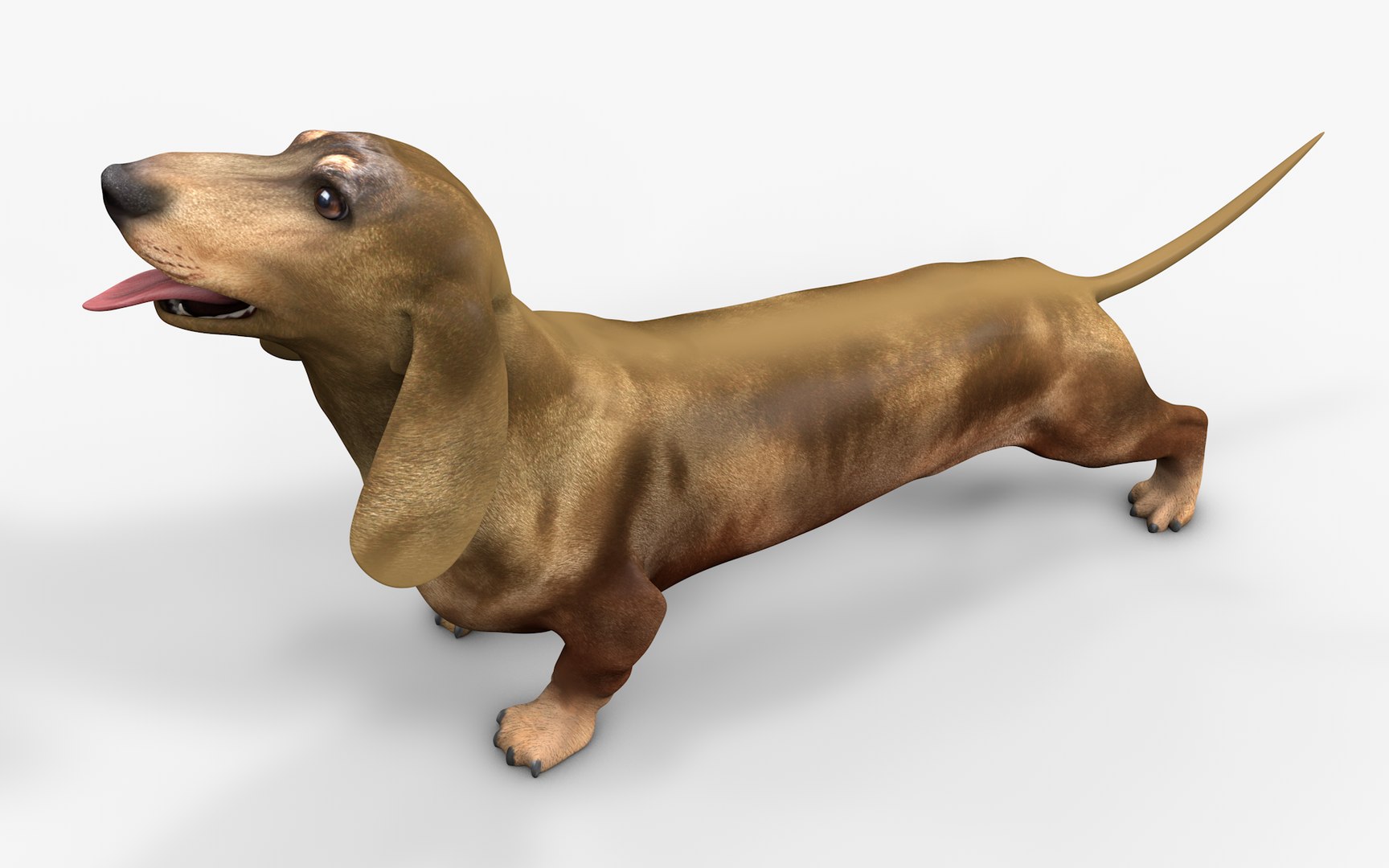 3D Dachshund Rigged L1860 - TurboSquid 1970552