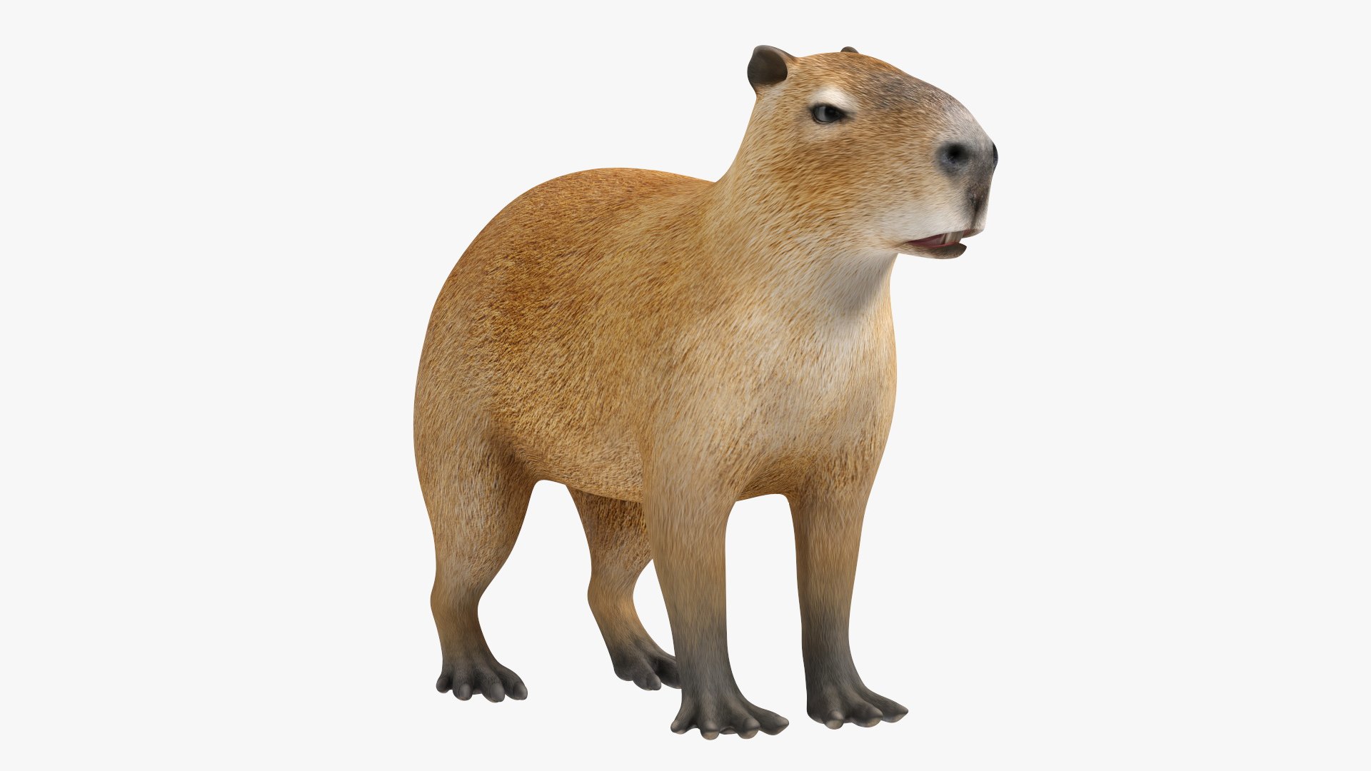 modelo 3d Capybara Rigged for Modo - TurboSquid 1958205