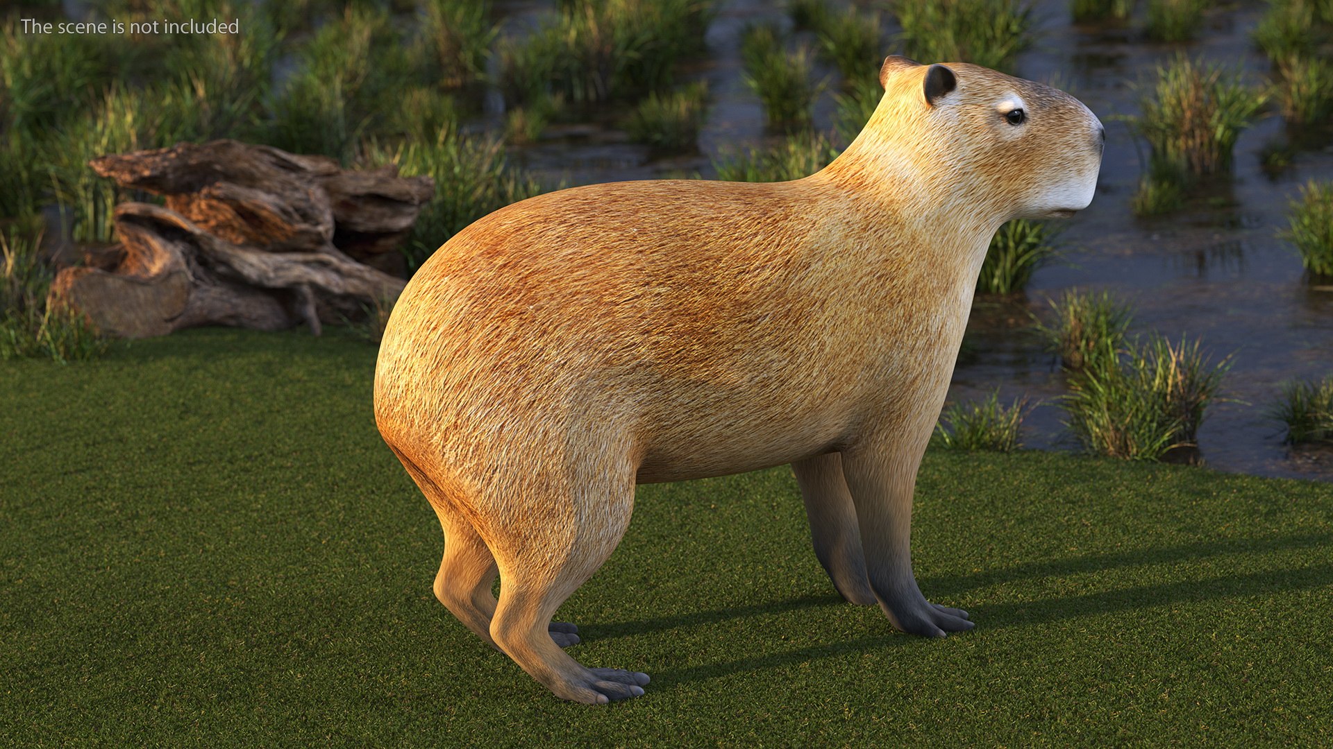 3D Capybara Rigged For Modo Model - TurboSquid 1958205