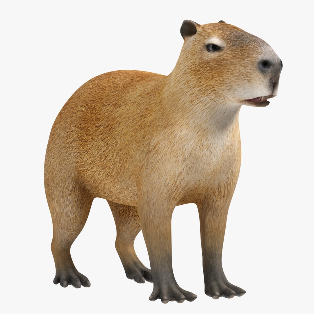 3D Capybara Rigged for Modo model - TurboSquid 1958205