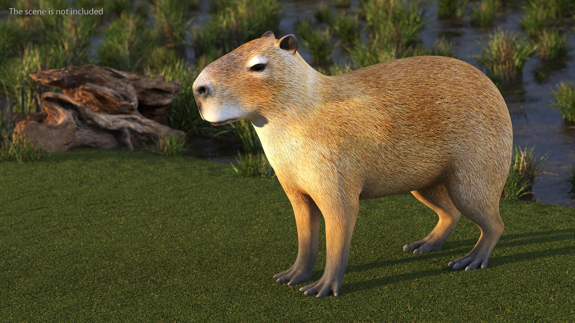 3D Capybara Rigged For Modo Model - TurboSquid 1958205